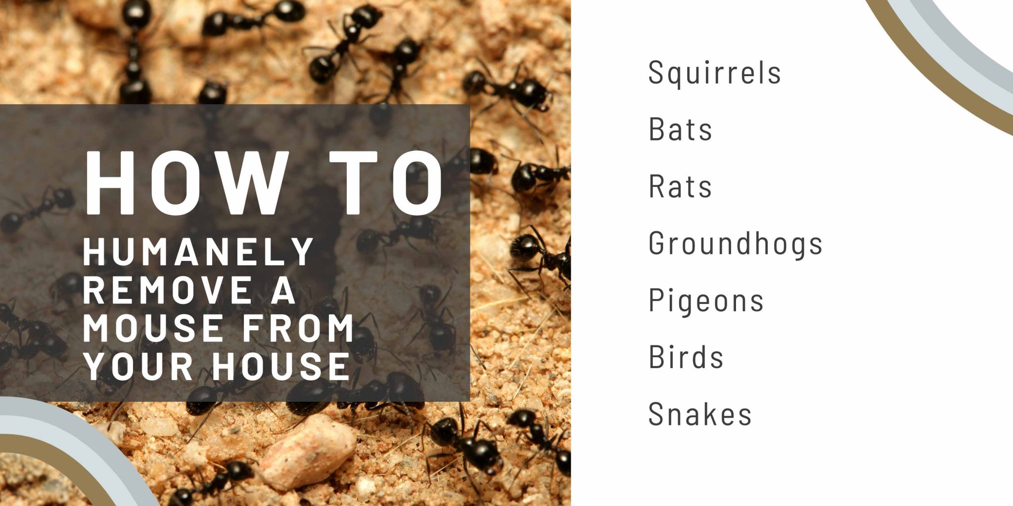 How to Humanely Remove a Mouse From Your House ⋆ The Stuff of Success