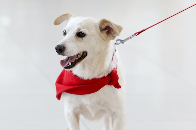 Dealing with Leash Aggression: Tips and Techniques ⋆ The Stuff of Success