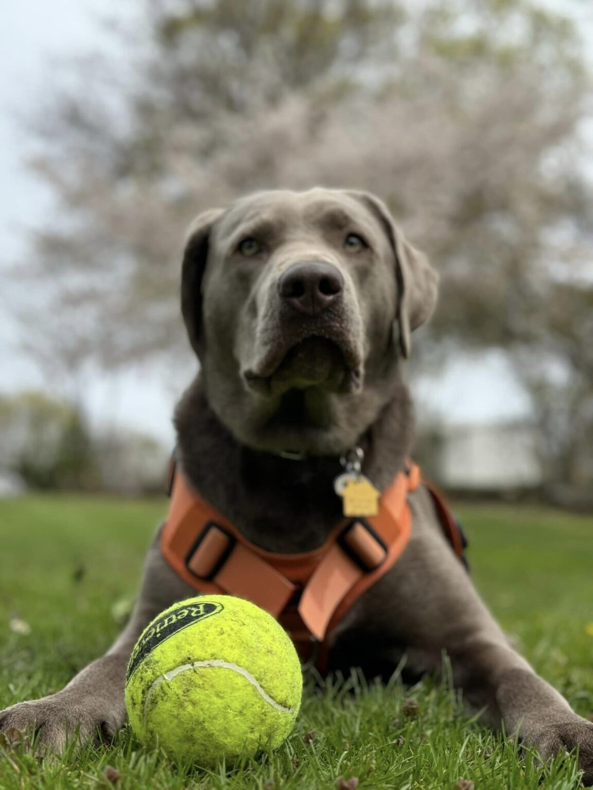 The Art of the Stroll: Elevating Your Dog Walks with the Ideal Harness ...