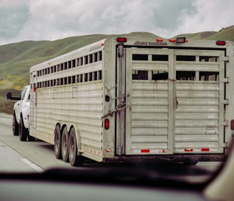 What to Know When Transporting Animals: A Comprehensive Guide ⋆ The ...